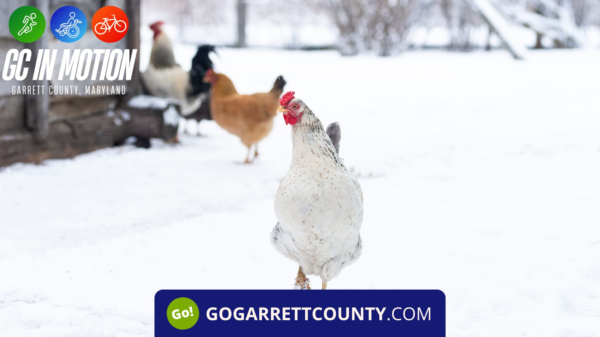 Bacon, Egg & Cheese, YES PLEASE! - Go! Garrett County